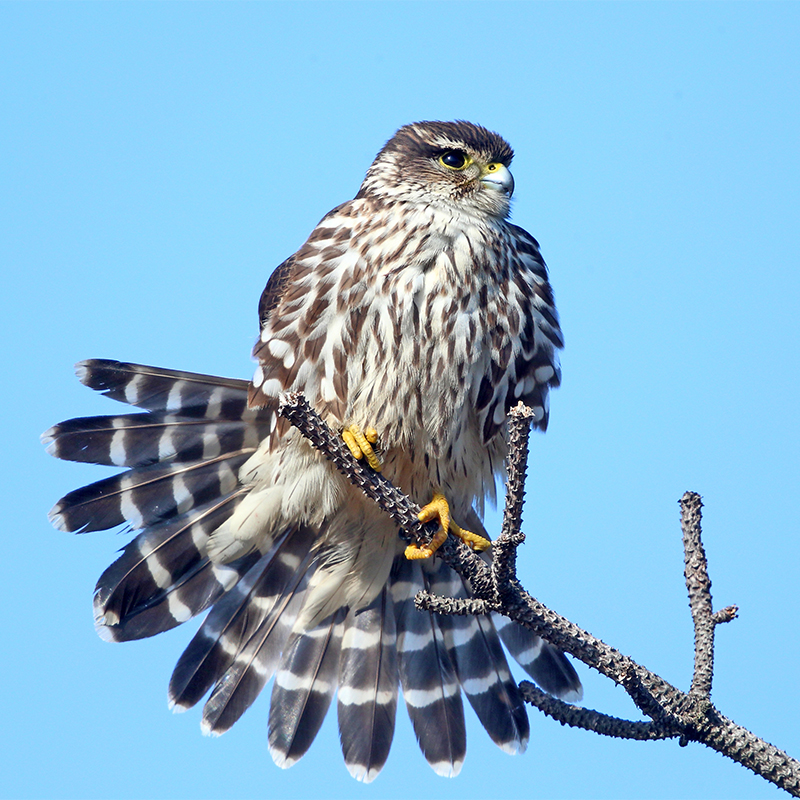 Merlins are fierce and fast hunters of other birds, and accustomed to ...