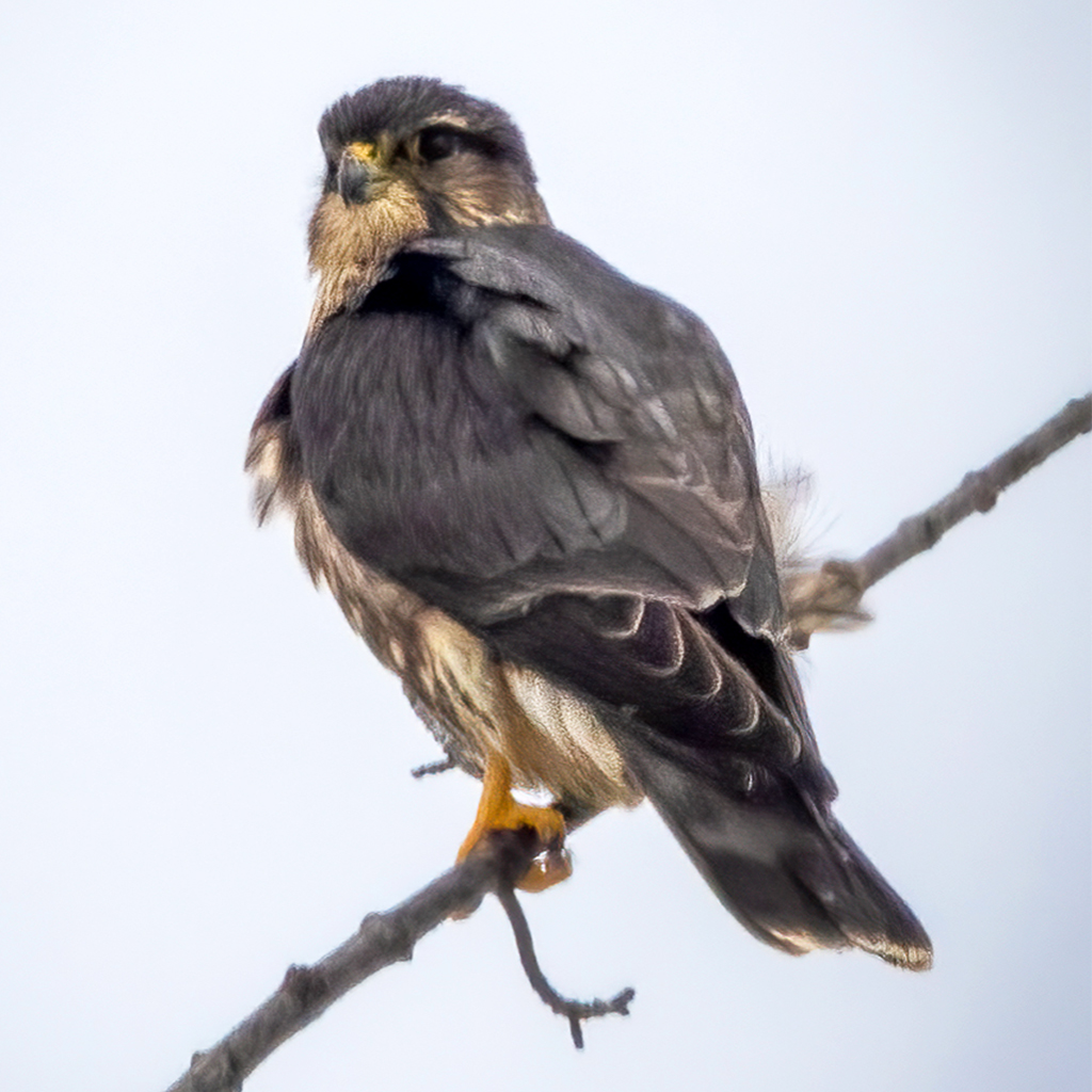 Merlins are fierce and fast hunters of other birds, and accustomed to ...