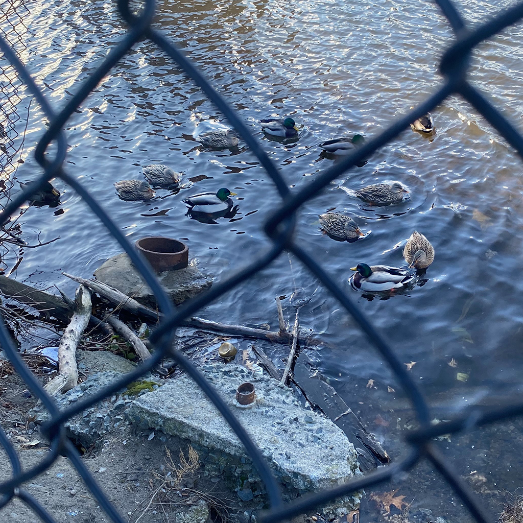 Call for city investment in Jerry's Pond sees loss in council vote, but ...