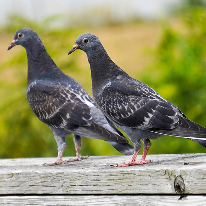 Pigeons navigate home through freezing cold, and the one called GI Joe ...