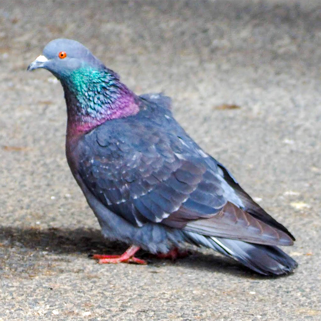 Pigeons navigate home through freezing cold, and the one called GI Joe ...