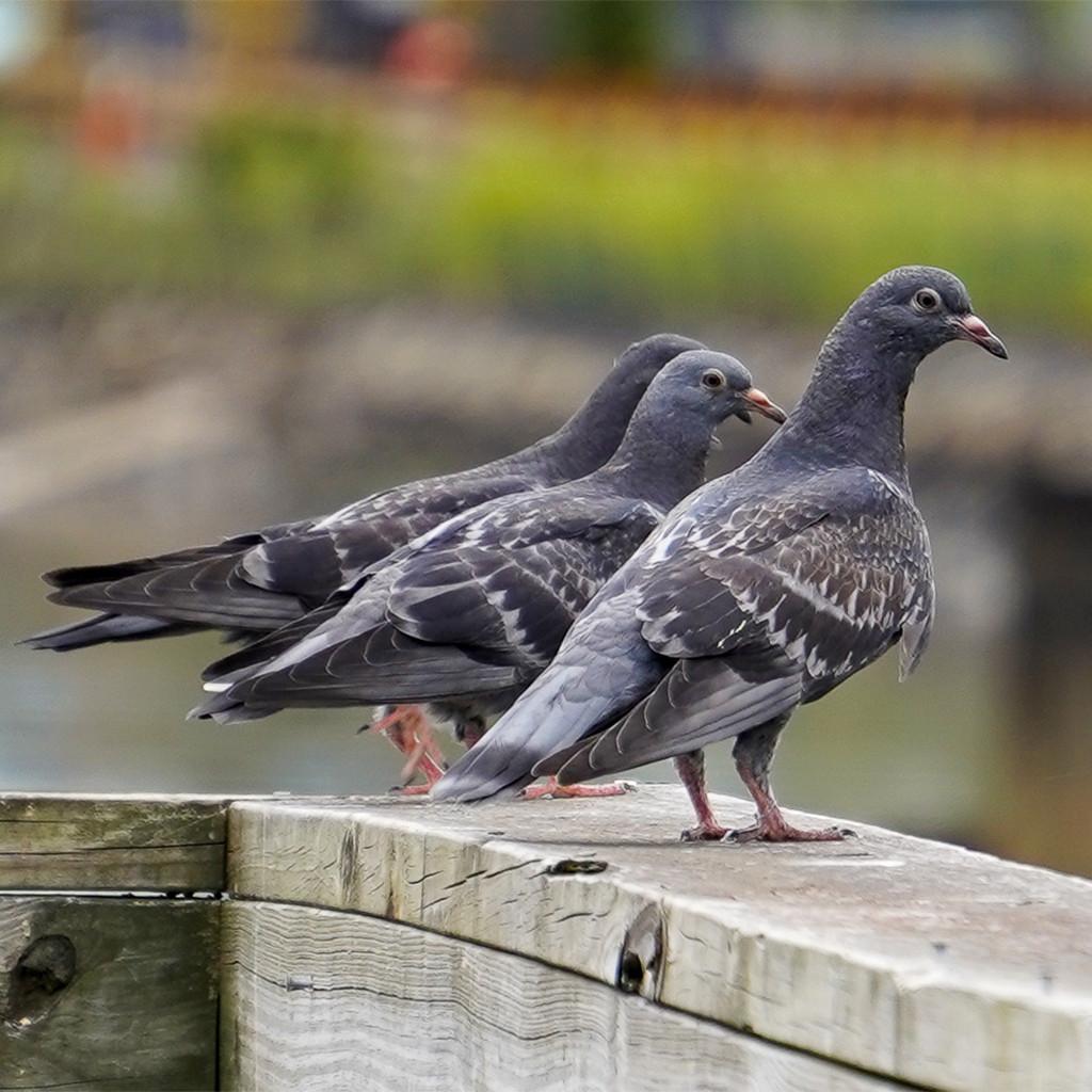 Pigeons navigate home through freezing cold, and the one called GI Joe ...