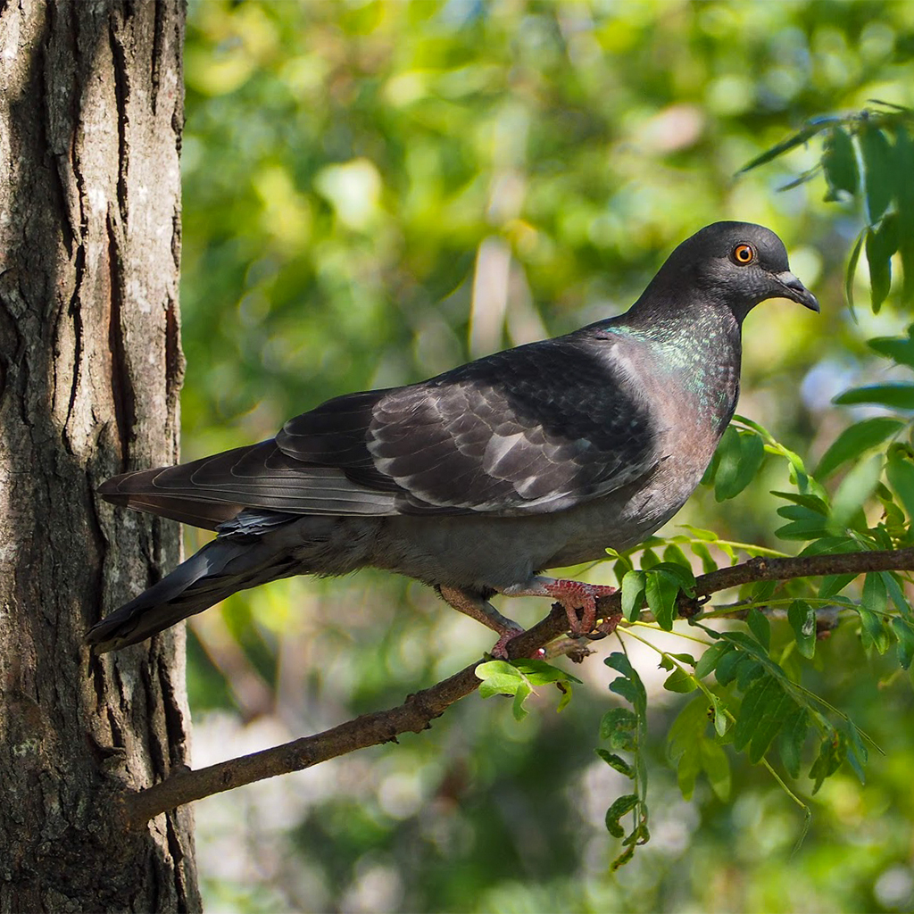 Pigeons navigate home through freezing cold, and the one called GI Joe ...