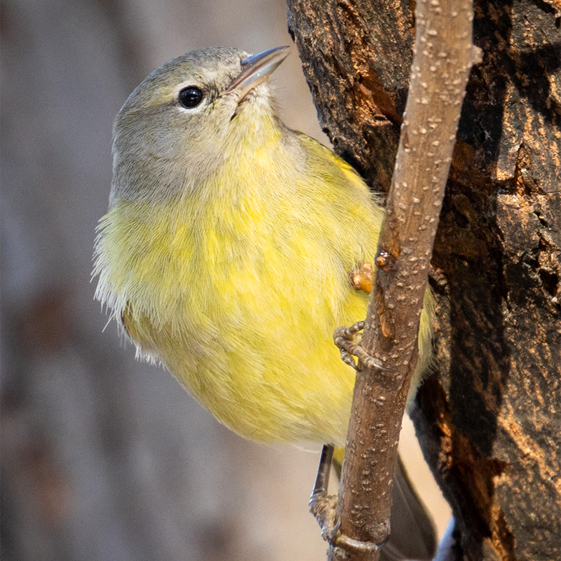Pigeons navigate home through freezing cold, and the one called GI Joe ...