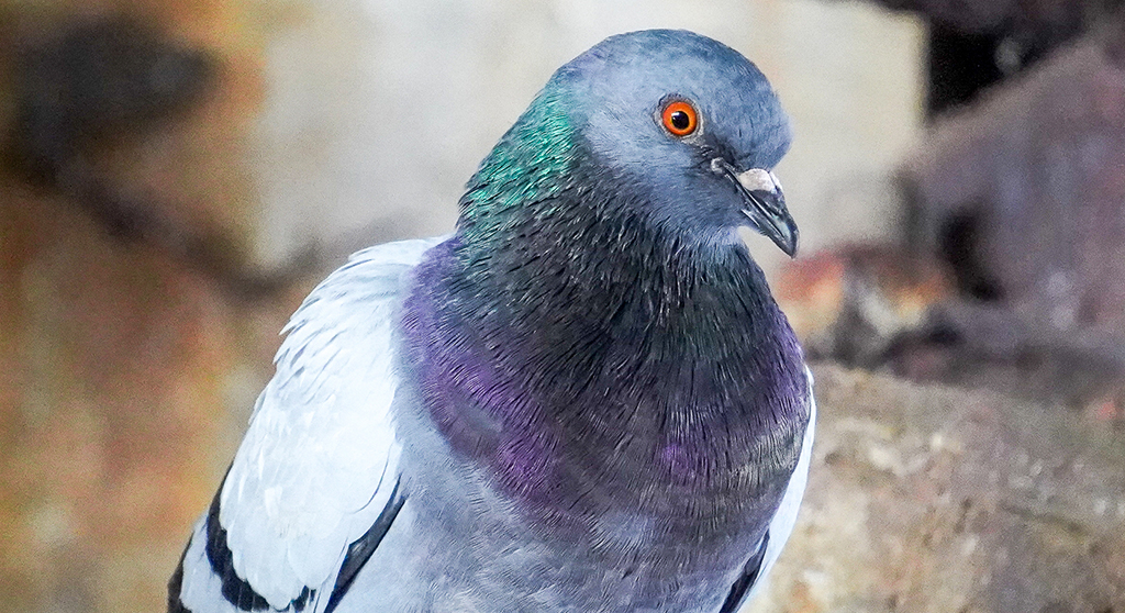 Pigeons navigate home through freezing cold, and the one called GI Joe ...