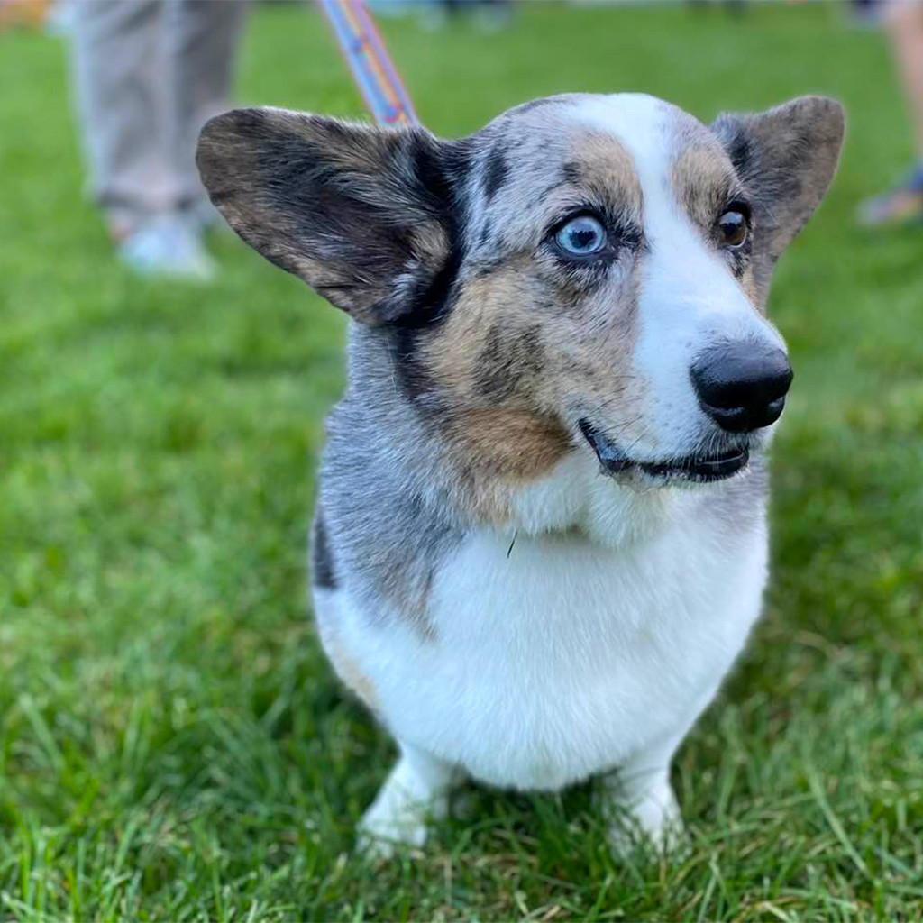 Our dogs are descended from Eurasian wolves, awesome powers packaged ...