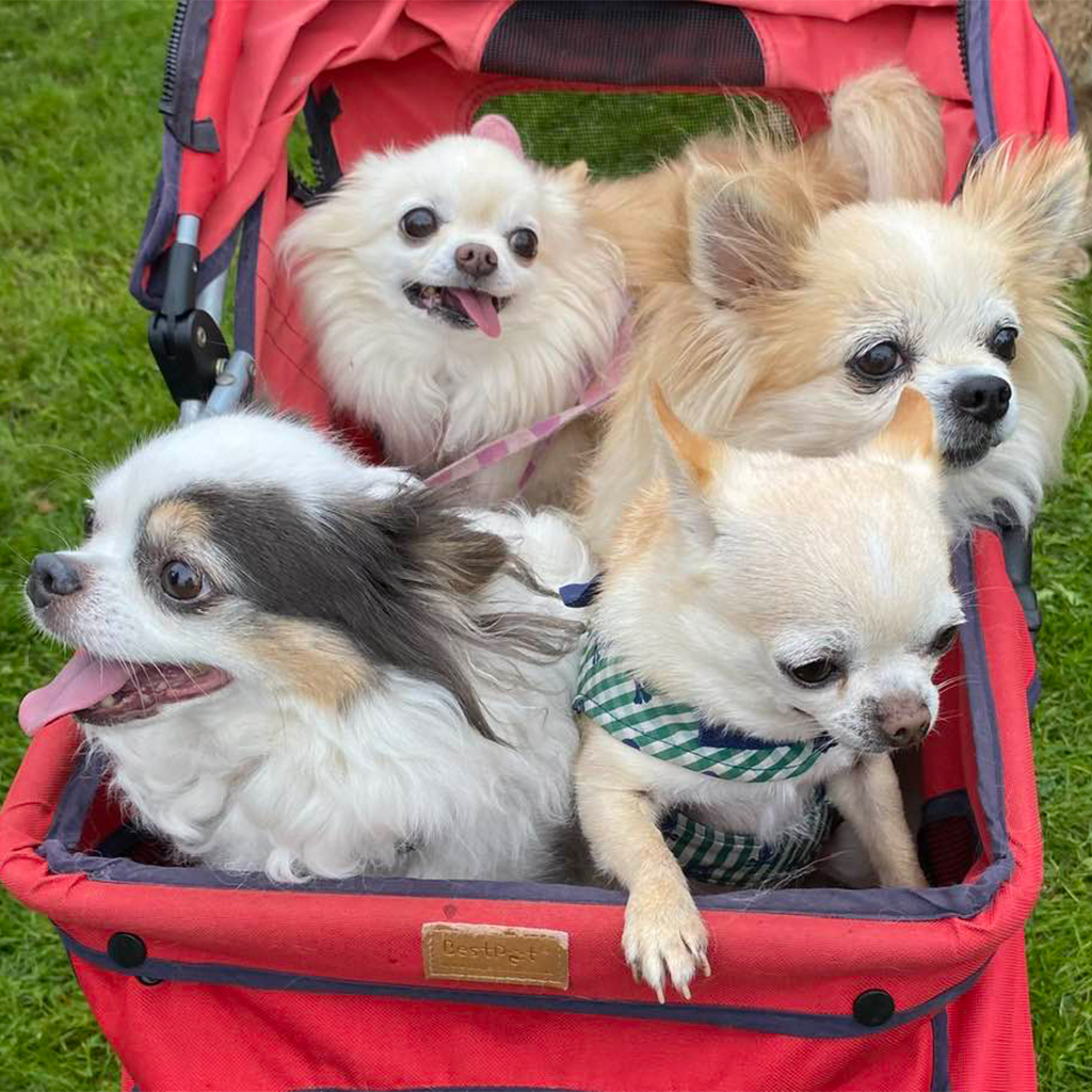 Our dogs are descended from Eurasian wolves, awesome powers packaged ...