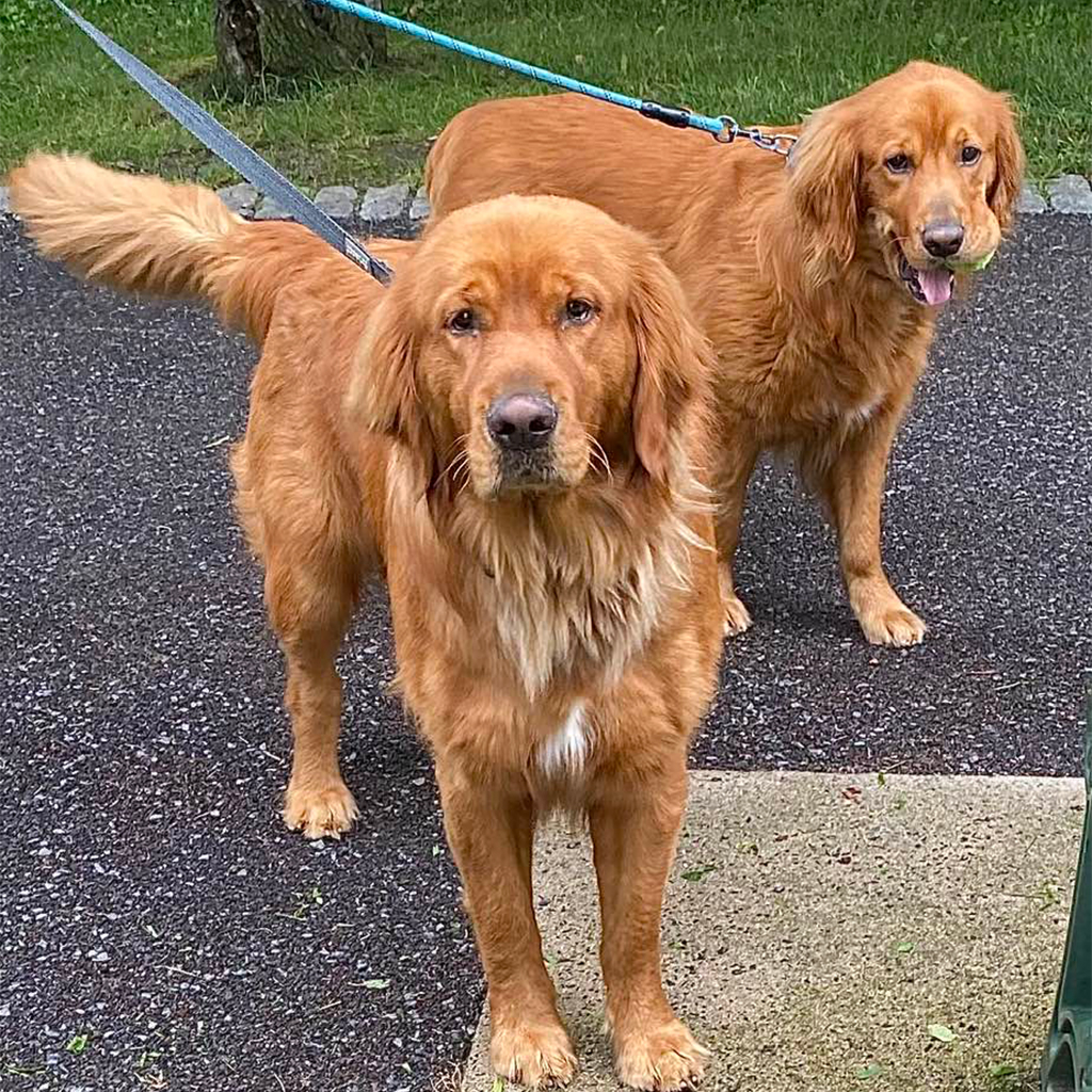 Our dogs are descended from Eurasian wolves, awesome powers packaged ...