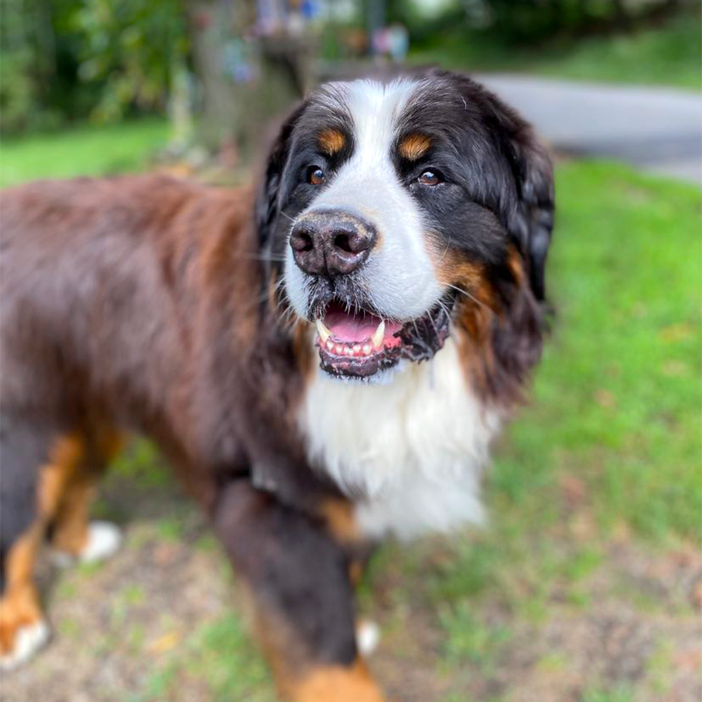 Our dogs are descended from Eurasian wolves, awesome powers packaged ...