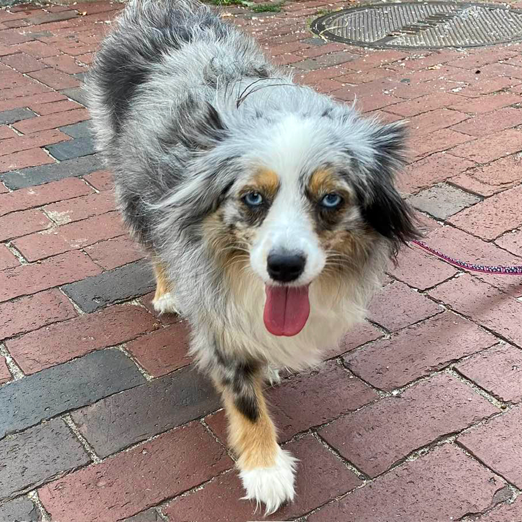 Our dogs are descended from Eurasian wolves, awesome powers packaged ...