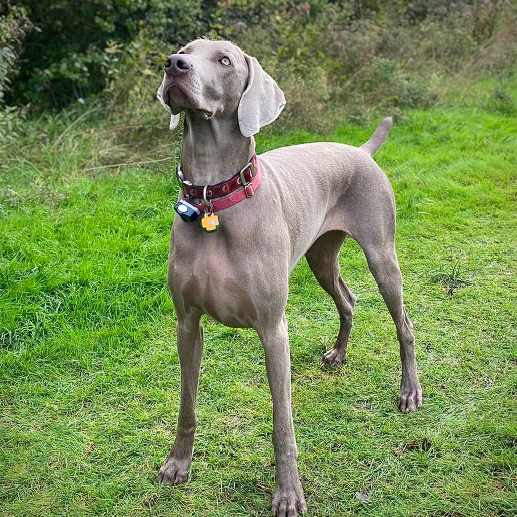 Our dogs are descended from Eurasian wolves, awesome powers packaged ...