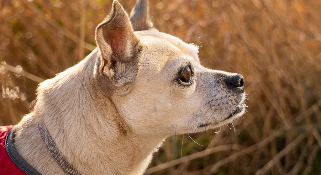 Our dogs are descended from Eurasian wolves, awesome powers packaged ...