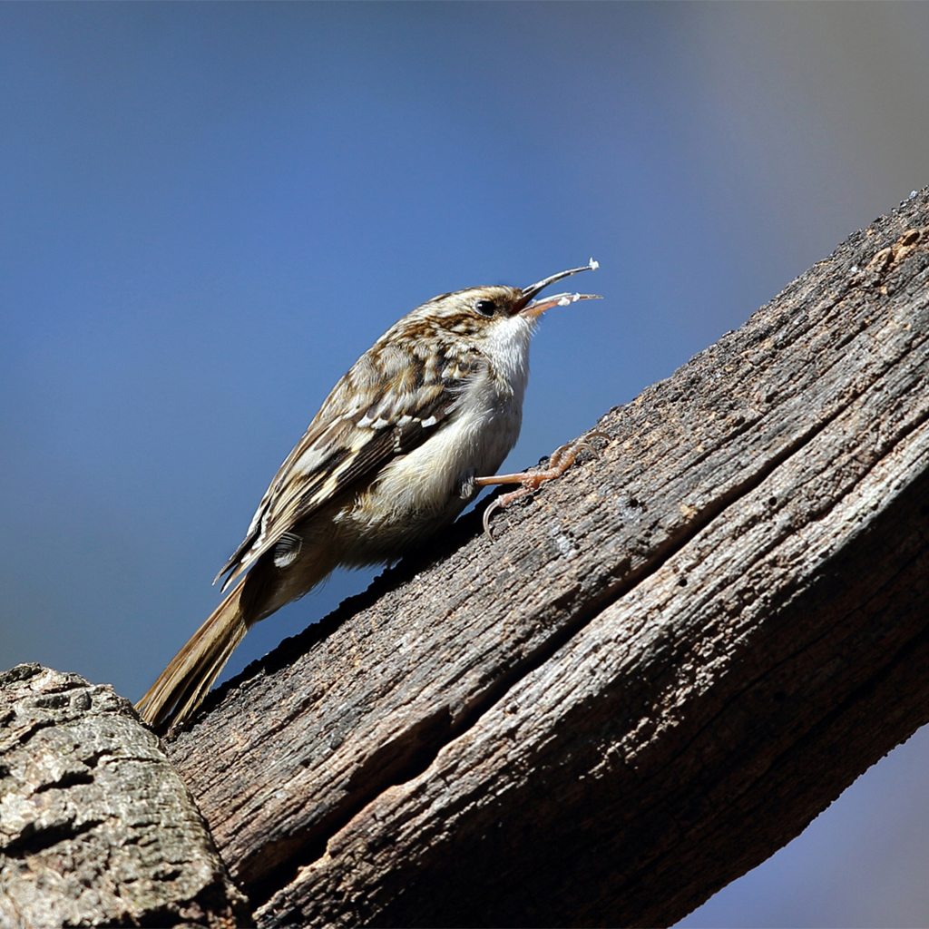 Brown creepers are great friends to their trees, ridding them of pests ...