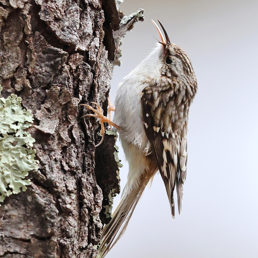 Brown creepers are great friends to their trees, ridding them of pests ...