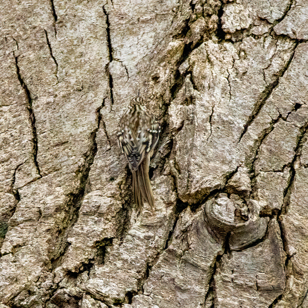 Brown creepers are great friends to their trees, ridding them of pests ...