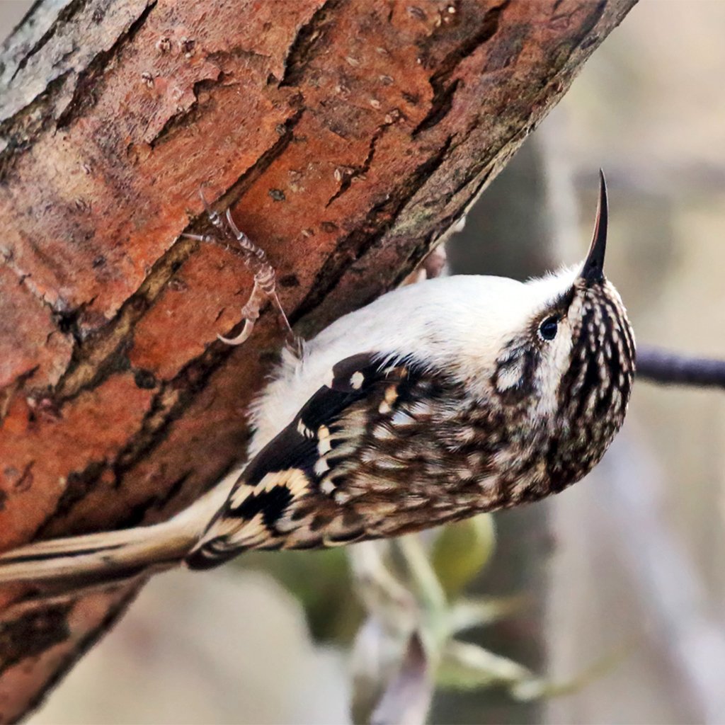 Brown creepers are great friends to their trees, ridding them of pests ...
