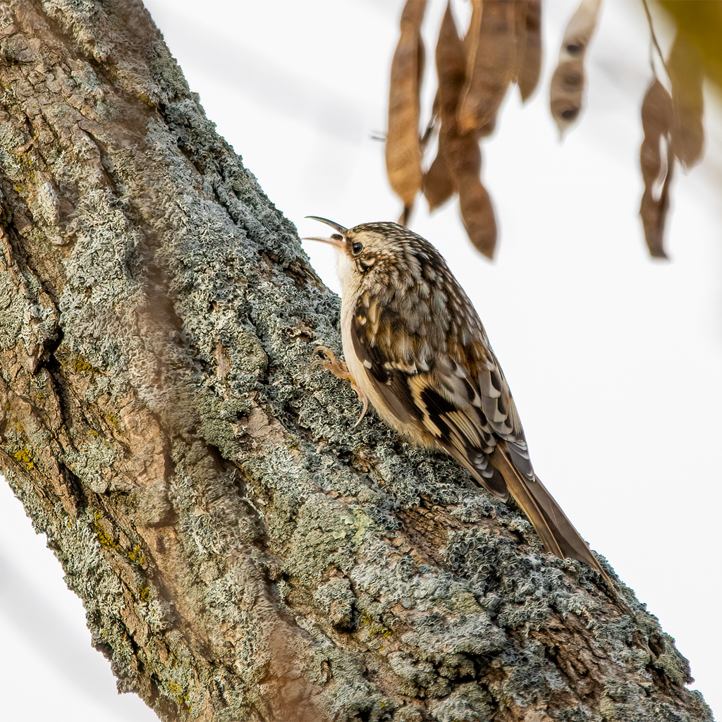 Brown creepers are great friends to their trees, ridding them of pests while making their nests ...