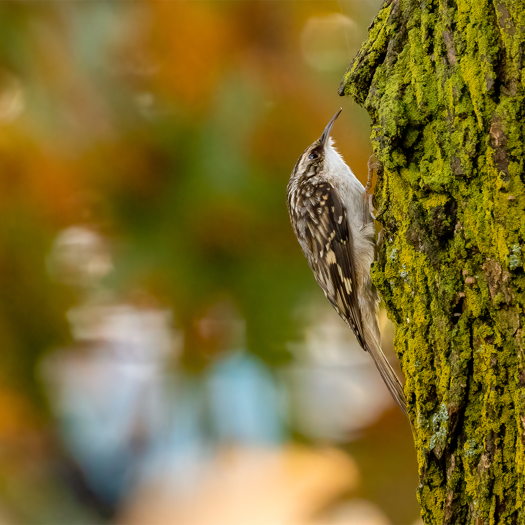 Brown creepers are great friends to their trees, ridding them of pests ...