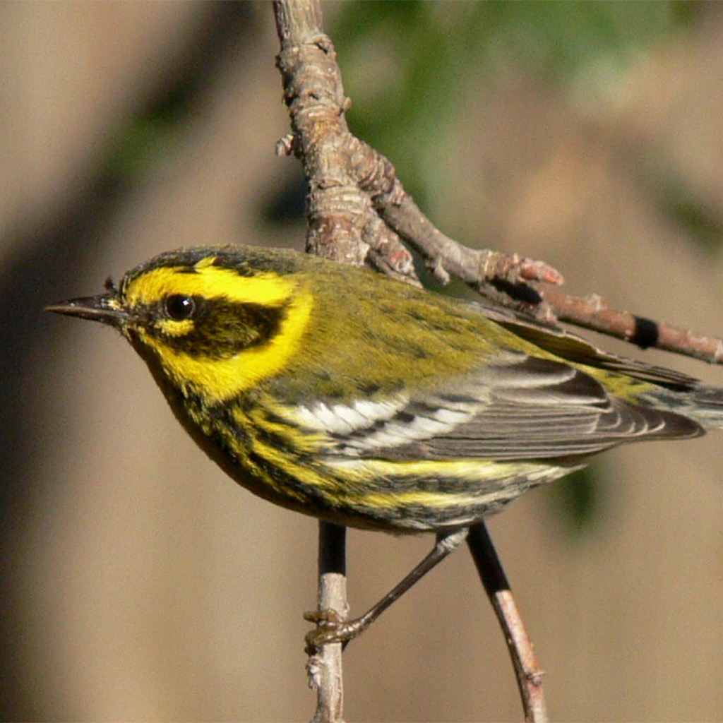 These visiting warblers will get a name change; dropping 'Townsend' can ...