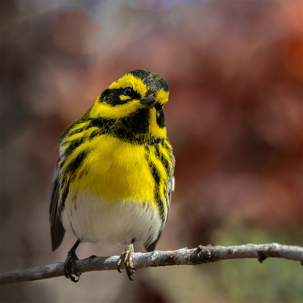 These visiting warblers will get a name change; dropping 'Townsend' can ...