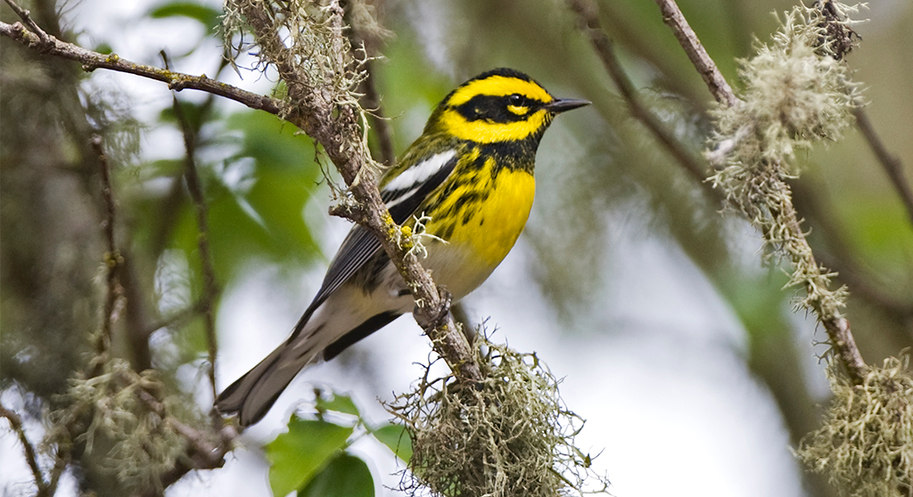 These visiting warblers will get a name change; dropping 'Townsend' can't happen soon enough ...