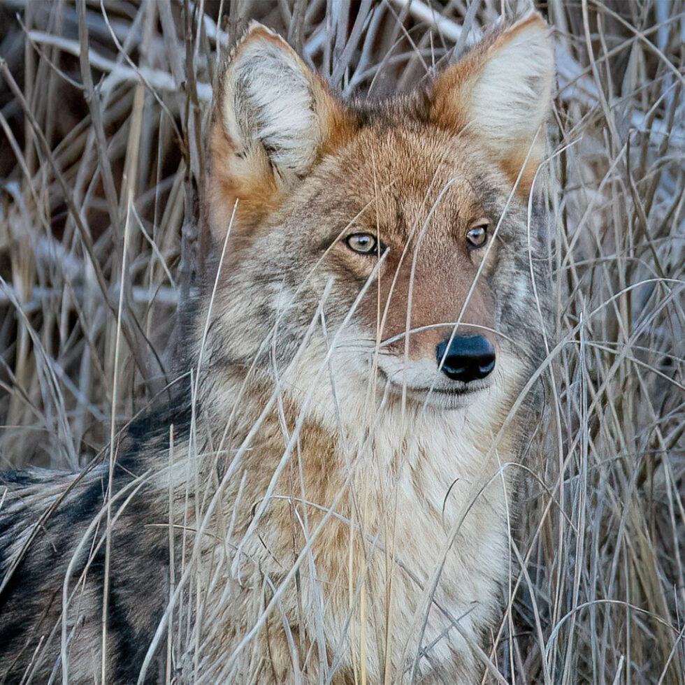 Eastern coyote maybe watching from the weeds succeeded through mixing ...