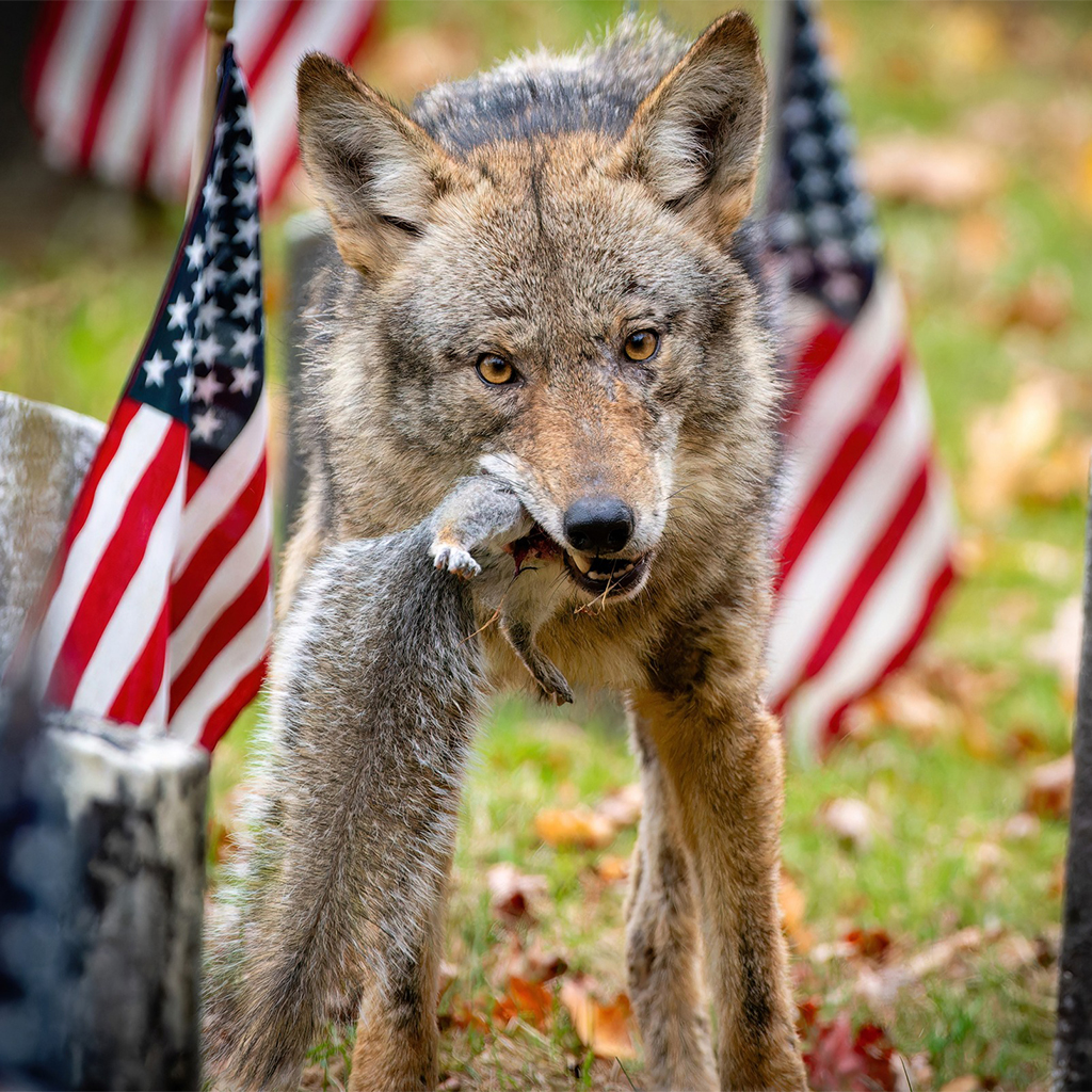 Eastern coyote maybe watching from the weeds succeeded through mixing ...