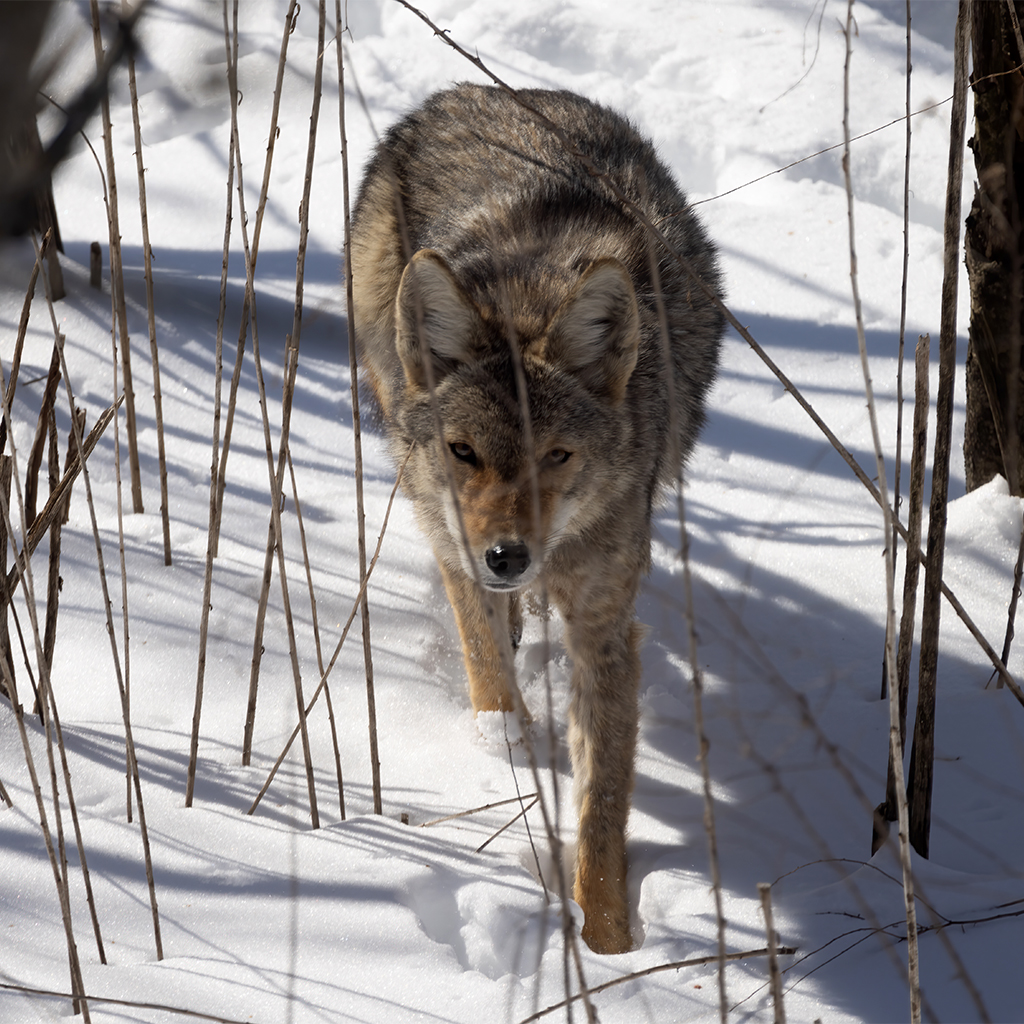 Eastern coyote maybe watching from the weeds succeeded through mixing ...