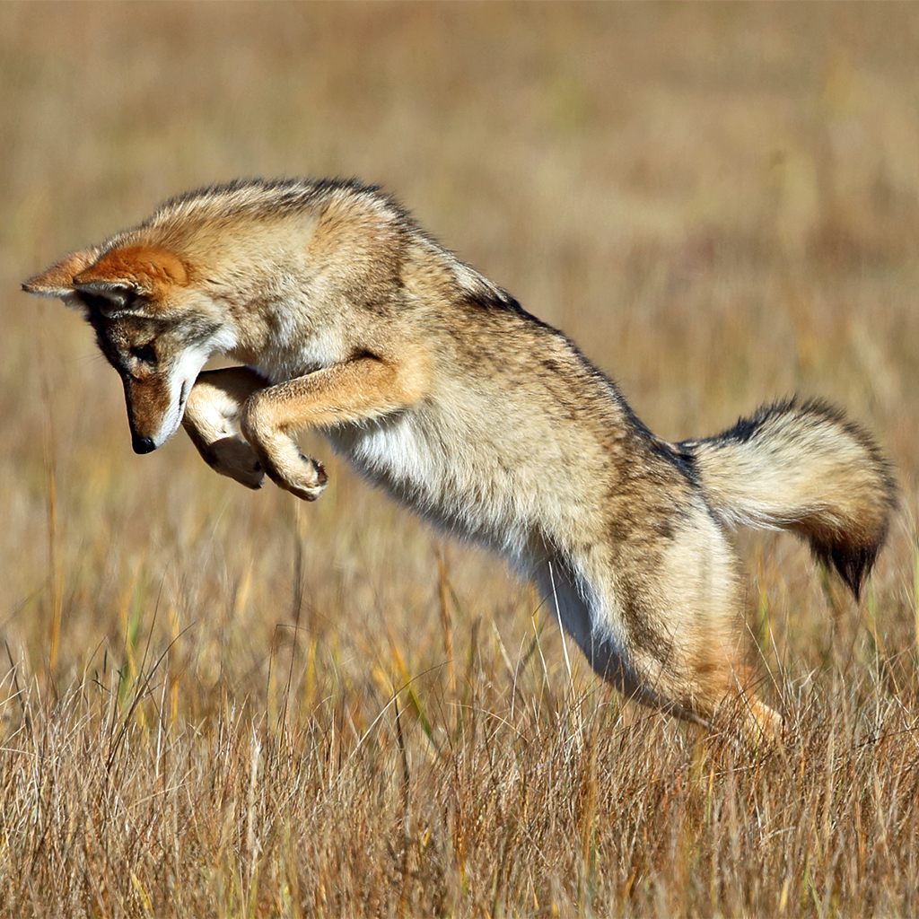 Eastern coyote maybe watching from the weeds succeeded through mixing ...