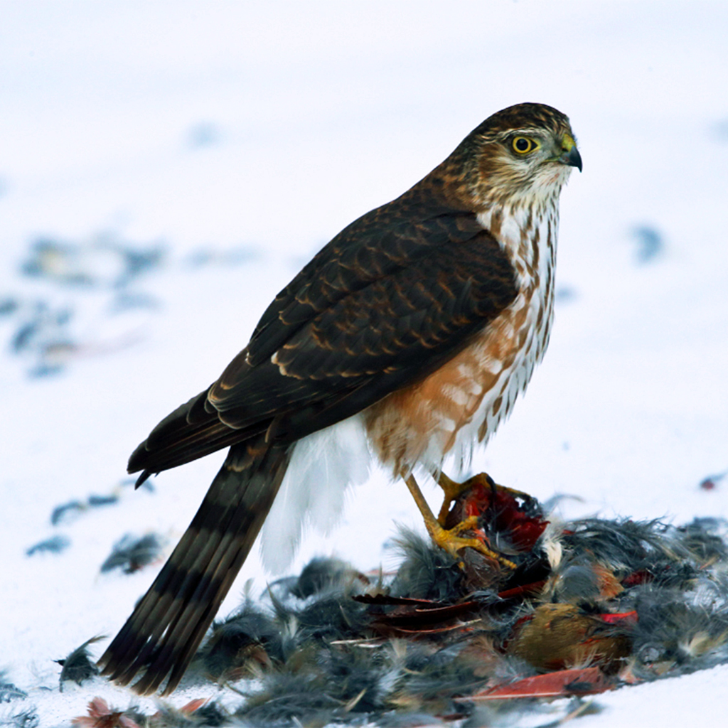 Sharp-shinned hawks, stalkers of the bird world, use all their tricks ...