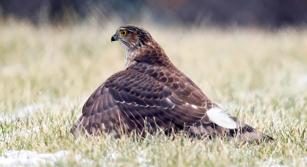 Sharp-shinned hawks, stalkers of the bird world, use all their tricks ...