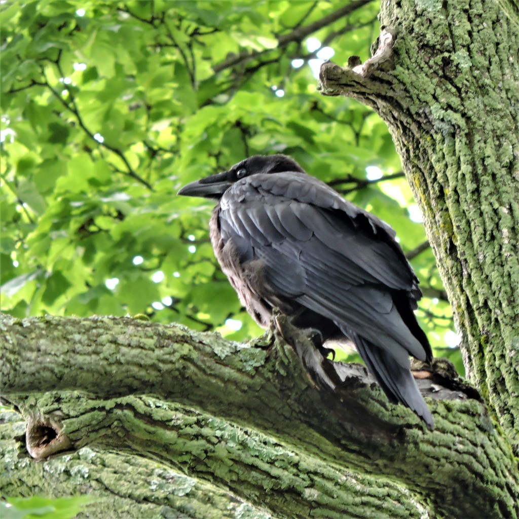Ravens are plotters and alliance-buildings among birds, able to outwit ...