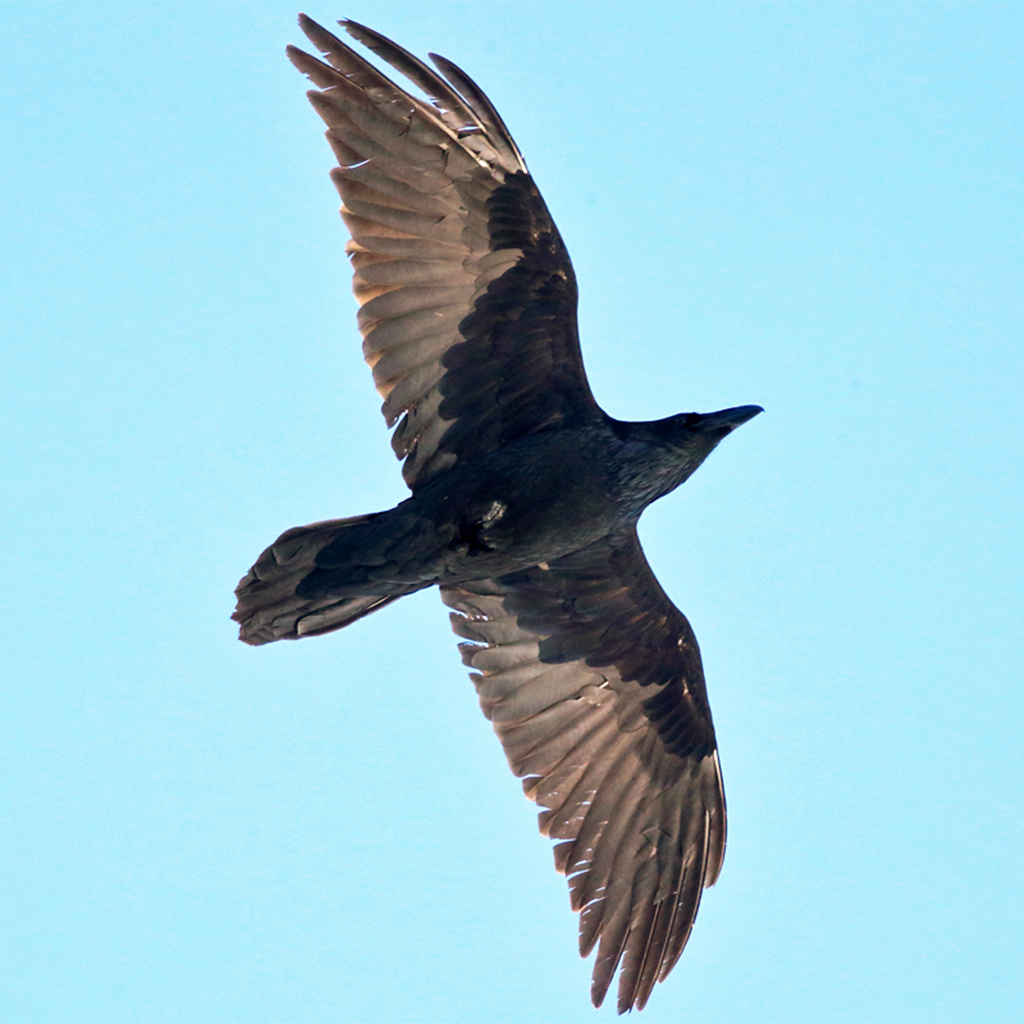 Ravens are plotters and alliance-buildings among birds, able to outwit ...