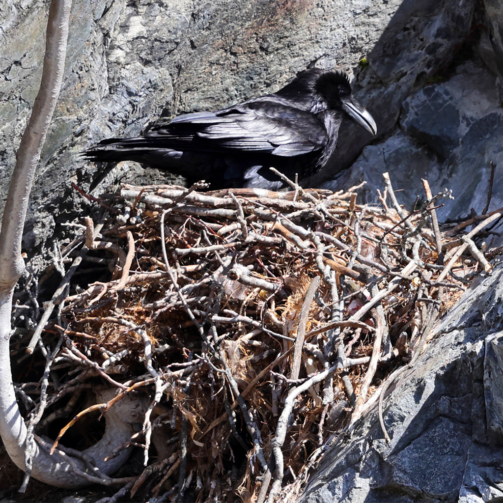 Ravens are plotters and alliance-buildings among birds, able to outwit ...