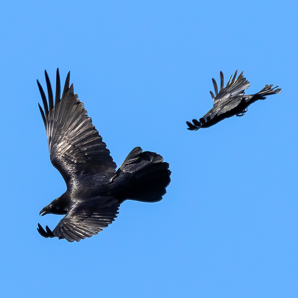 Ravens are plotters and alliance-buildings among birds, able to outwit ...
