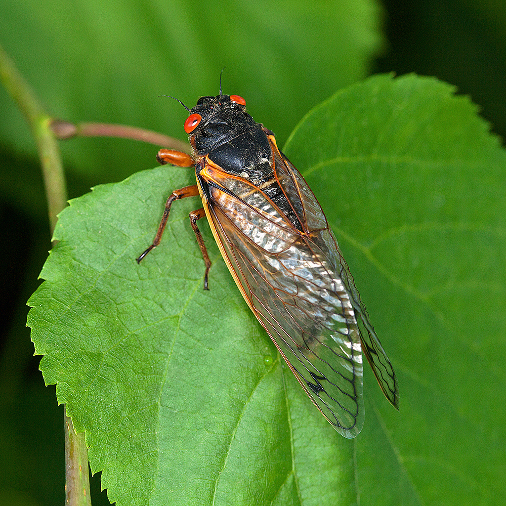 The year's wild cicada spring won't be felt here, but we still get our ...