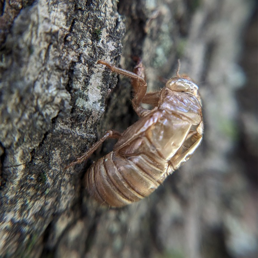 The year's wild cicada spring won't be felt here, but we still get our ...