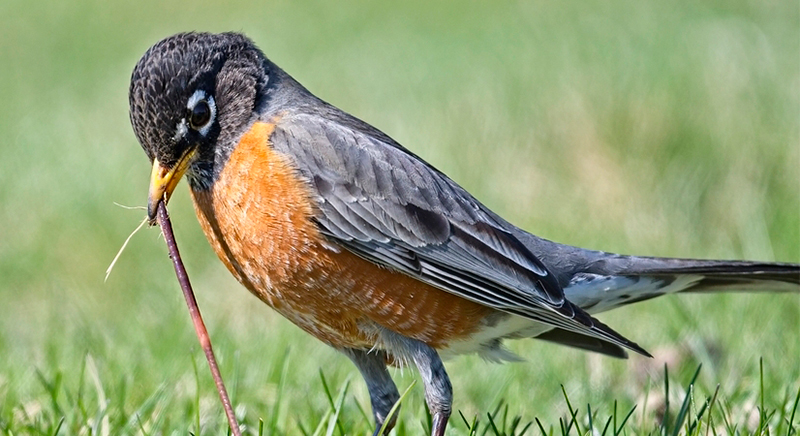 The early bird that gets the worm? It's a robin. - Cambridge Day