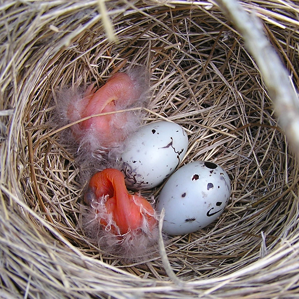Red-winged blackbirds are still signs of spring, but flocks rely on ...