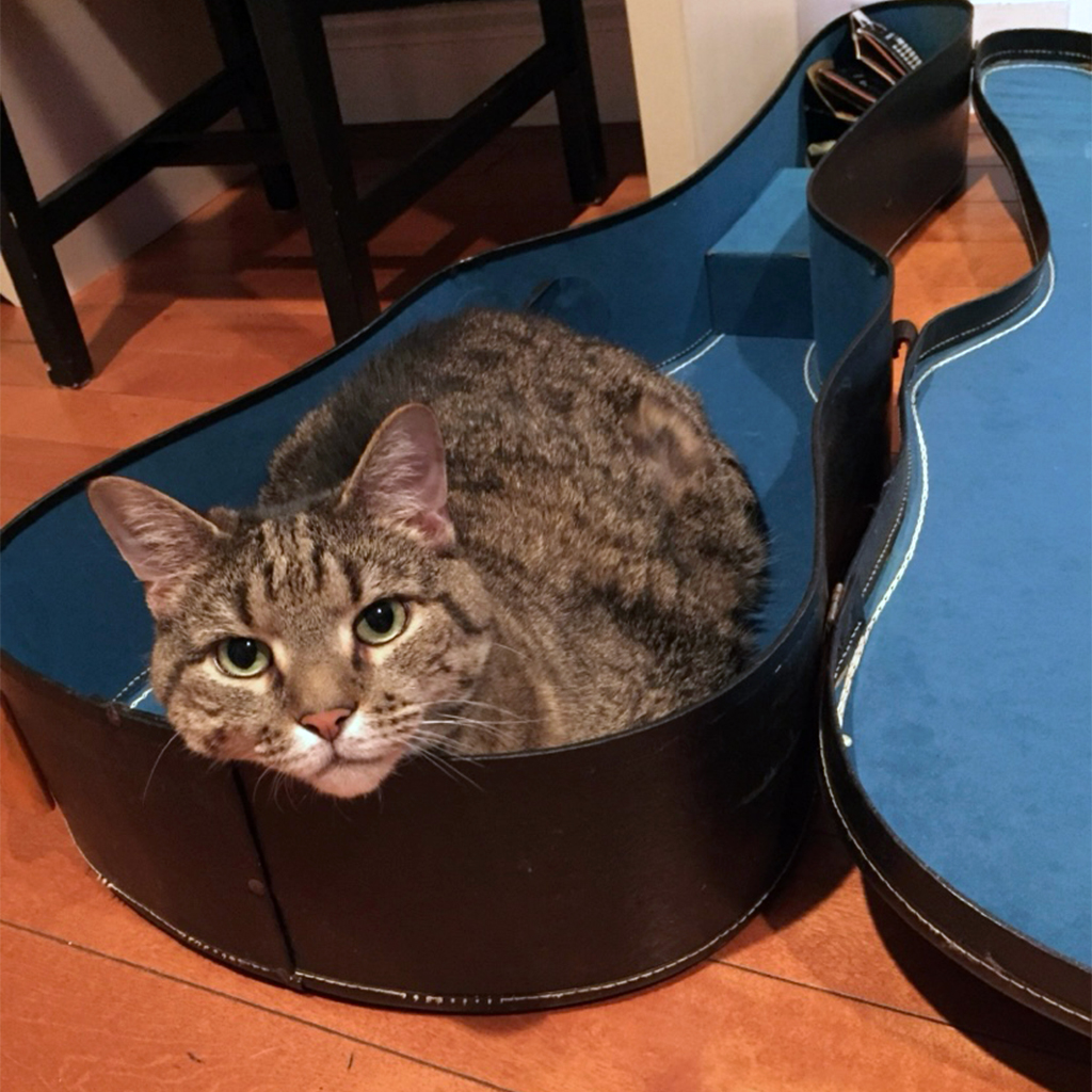 There are still things you don't know about cats, from paw preference ...