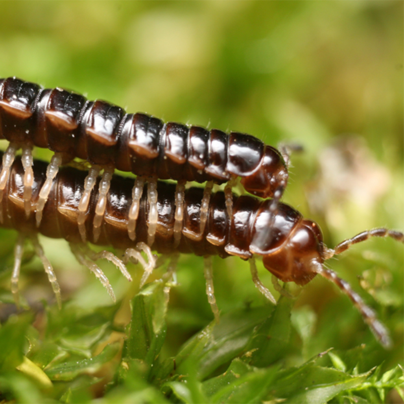 Millipedes are bizarre in a dozen different ways, but they don't bite ...