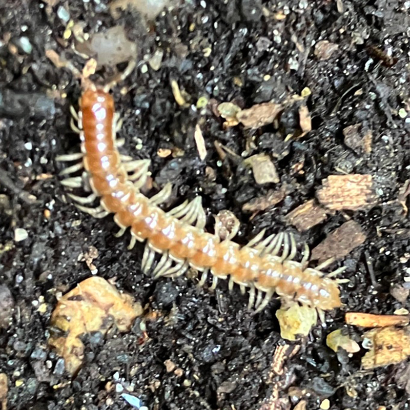 Millipedes are bizarre in a dozen different ways, but they don't bite ...