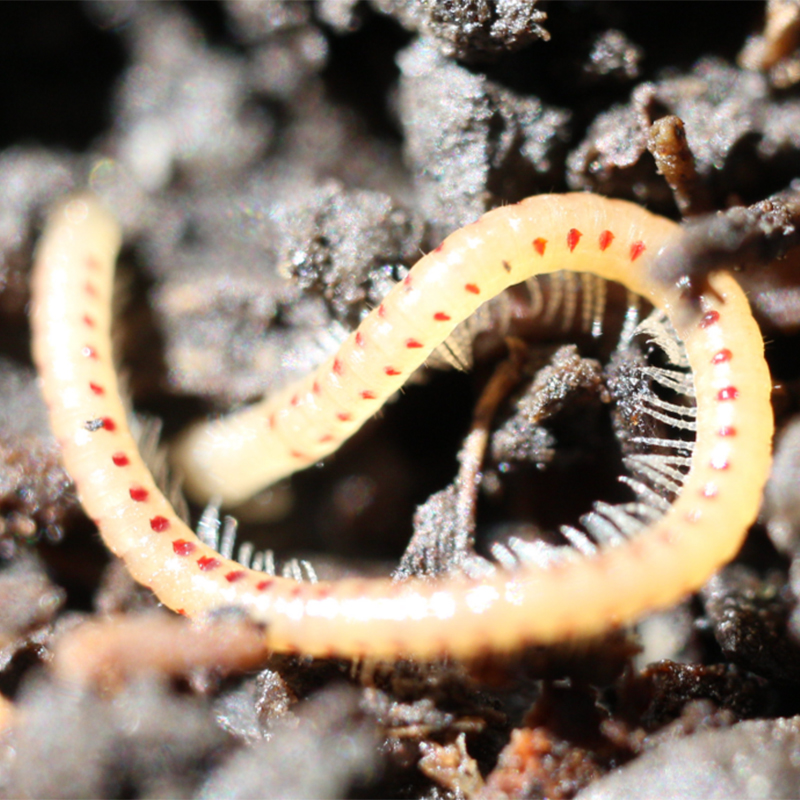 Millipedes are bizarre in a dozen different ways, but they don't bite ...