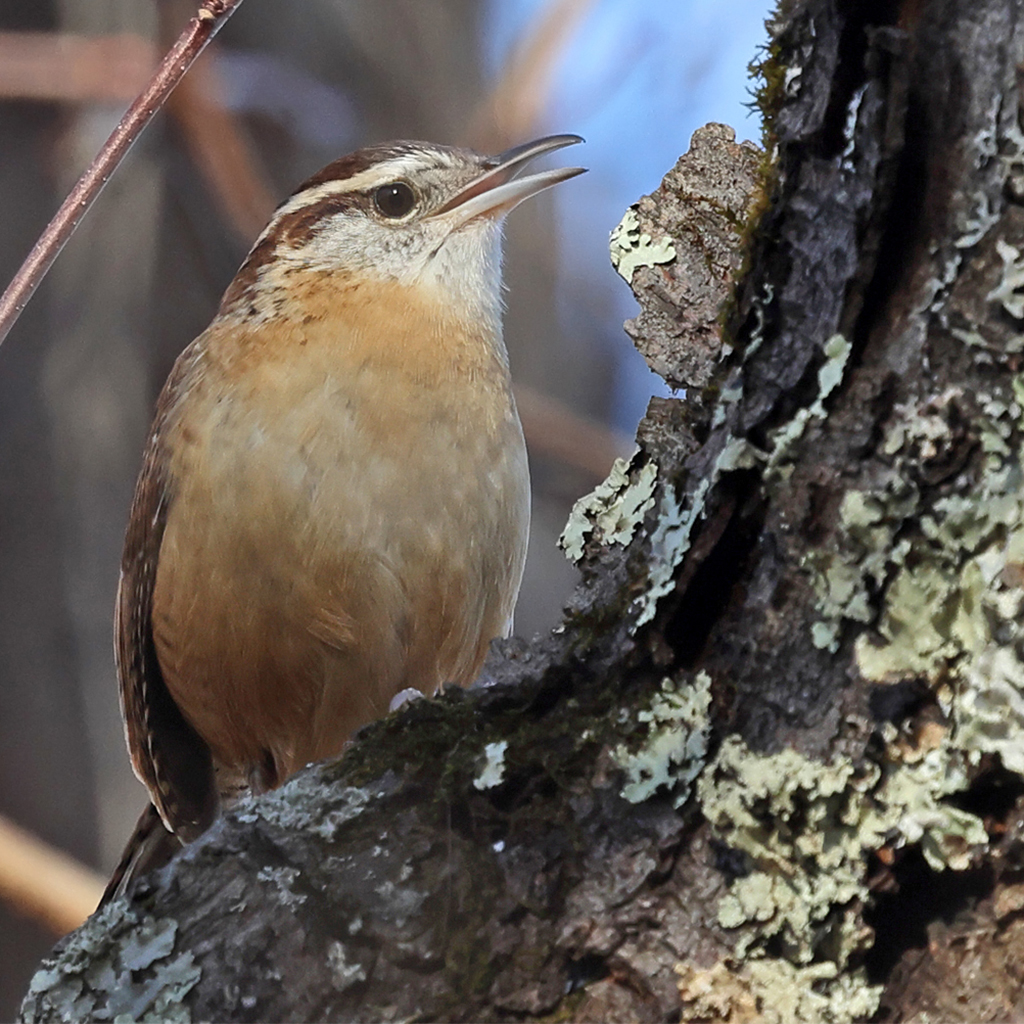 Revisiting the Carolina wren, which stays with us the full winter long ...