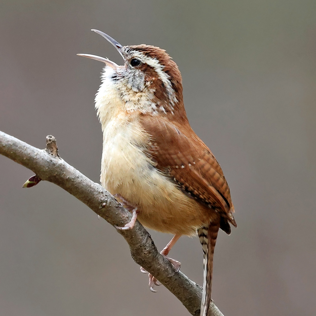 Revisiting the Carolina wren, which stays with us the full winter long ...