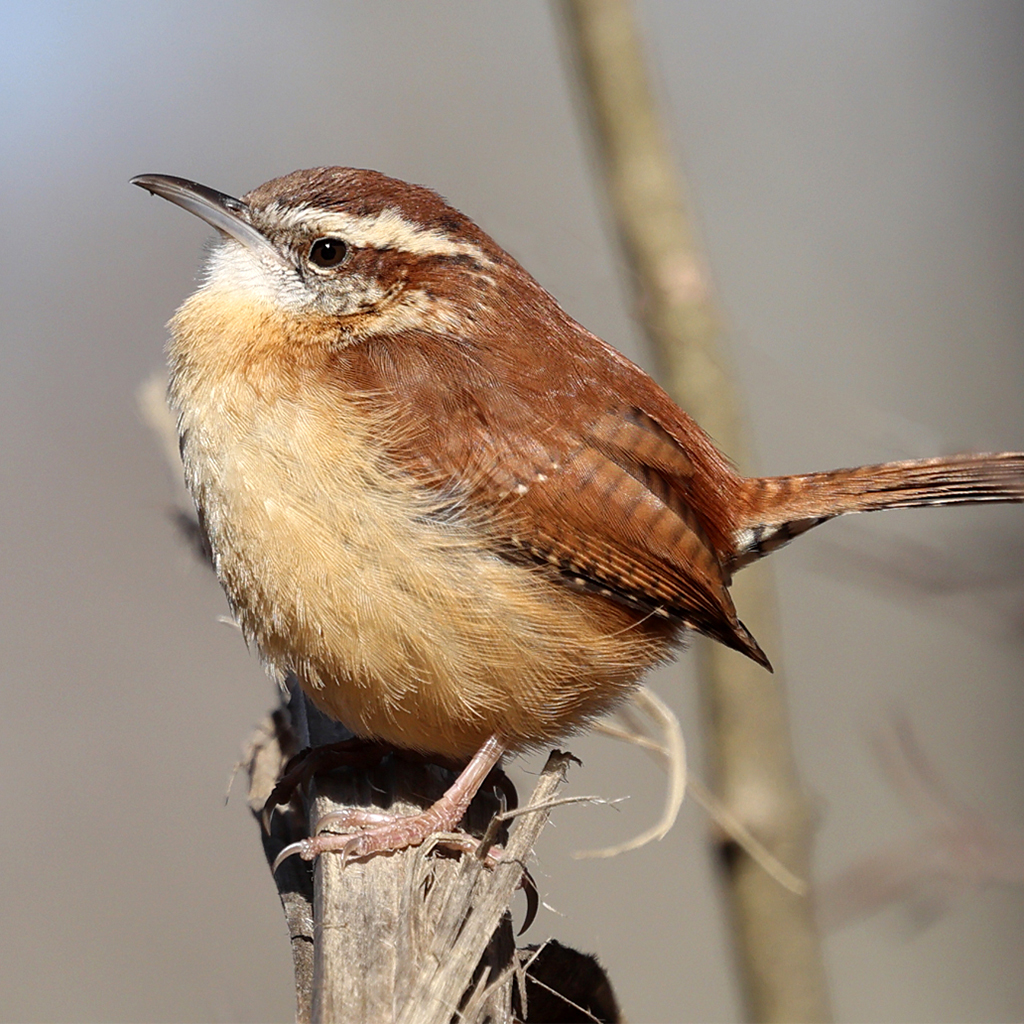 Revisiting the Carolina wren, which stays with us the full winter long ...