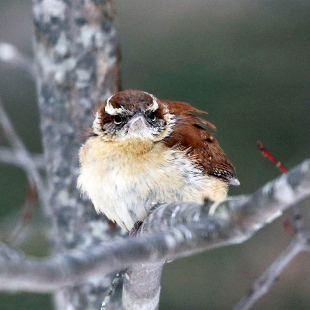 Revisiting the Carolina wren, which stays with us the full winter long ...