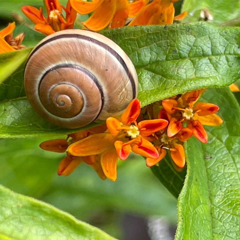 Land snails feel alien, but their love darts prove it's always easier ...