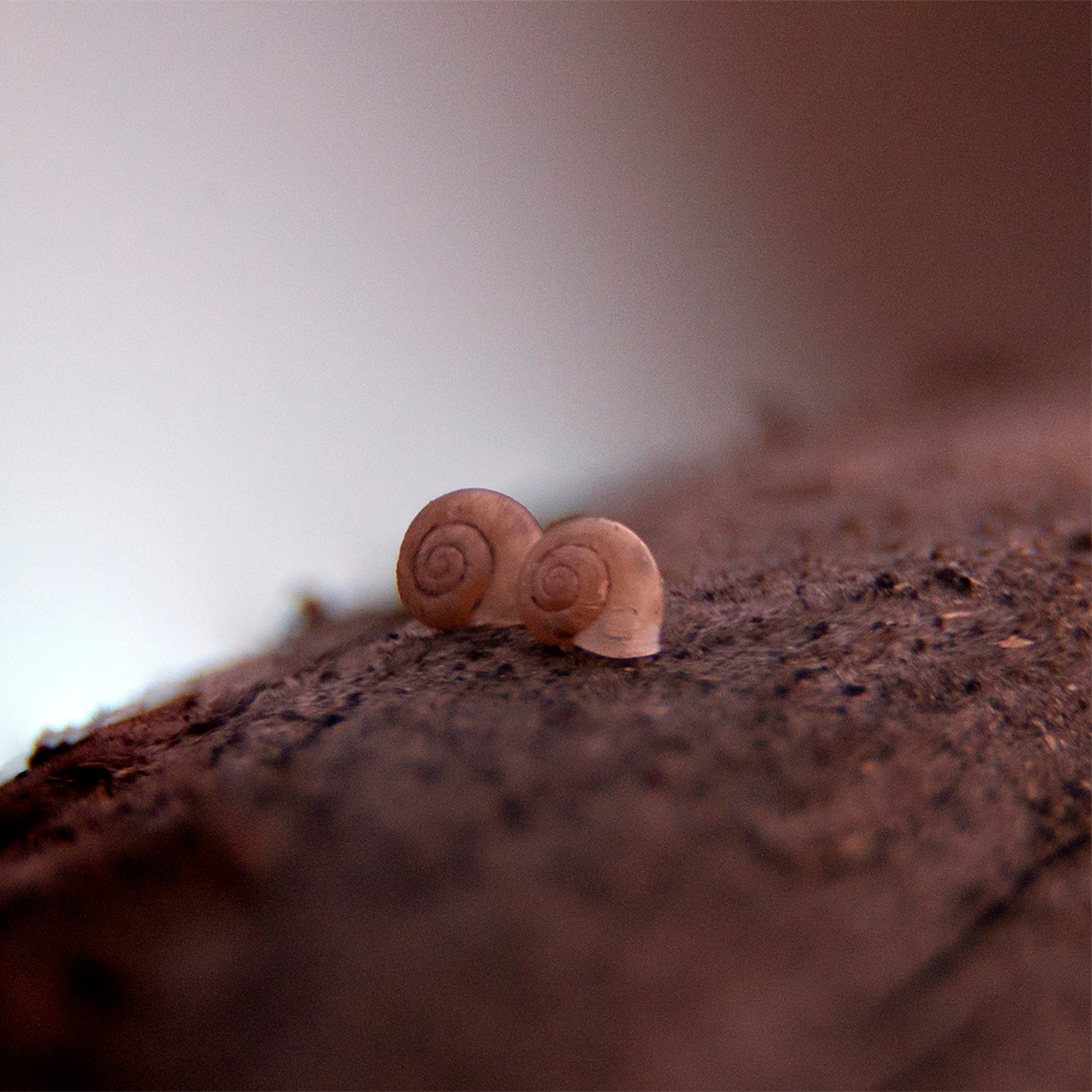 Land snails feel alien, but their love darts prove it's always easier ...