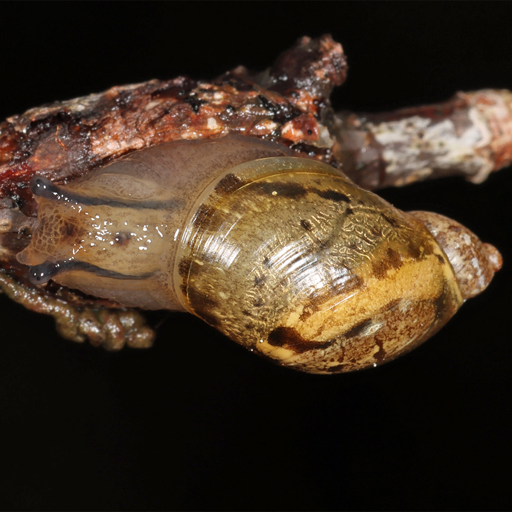 Land snails feel alien, but their love darts prove it's always easier ...